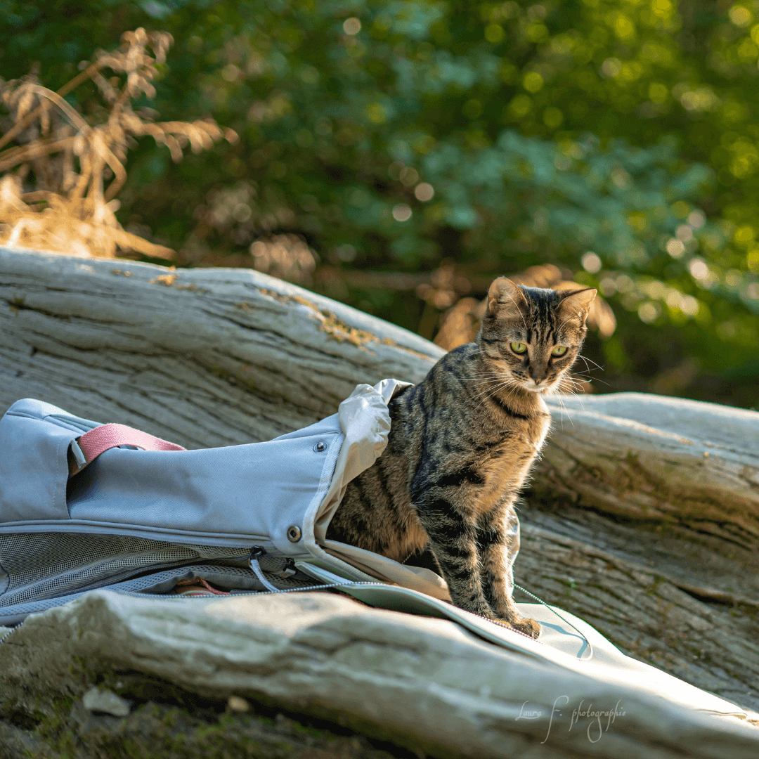 Comment habituer un chat au transport ? 5 astuces